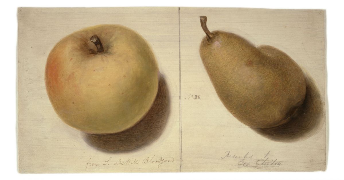 An Apple and a Pear
