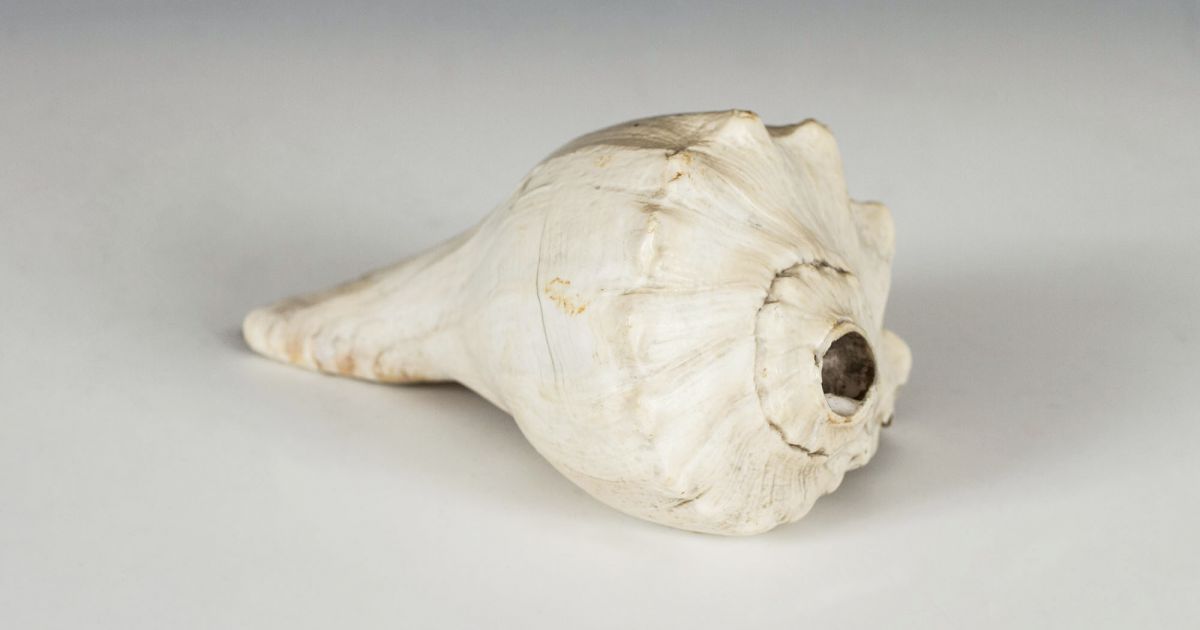 Shell Horn