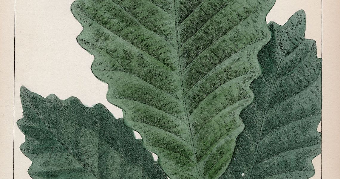 Rock Chestnut Oak, Plate 9